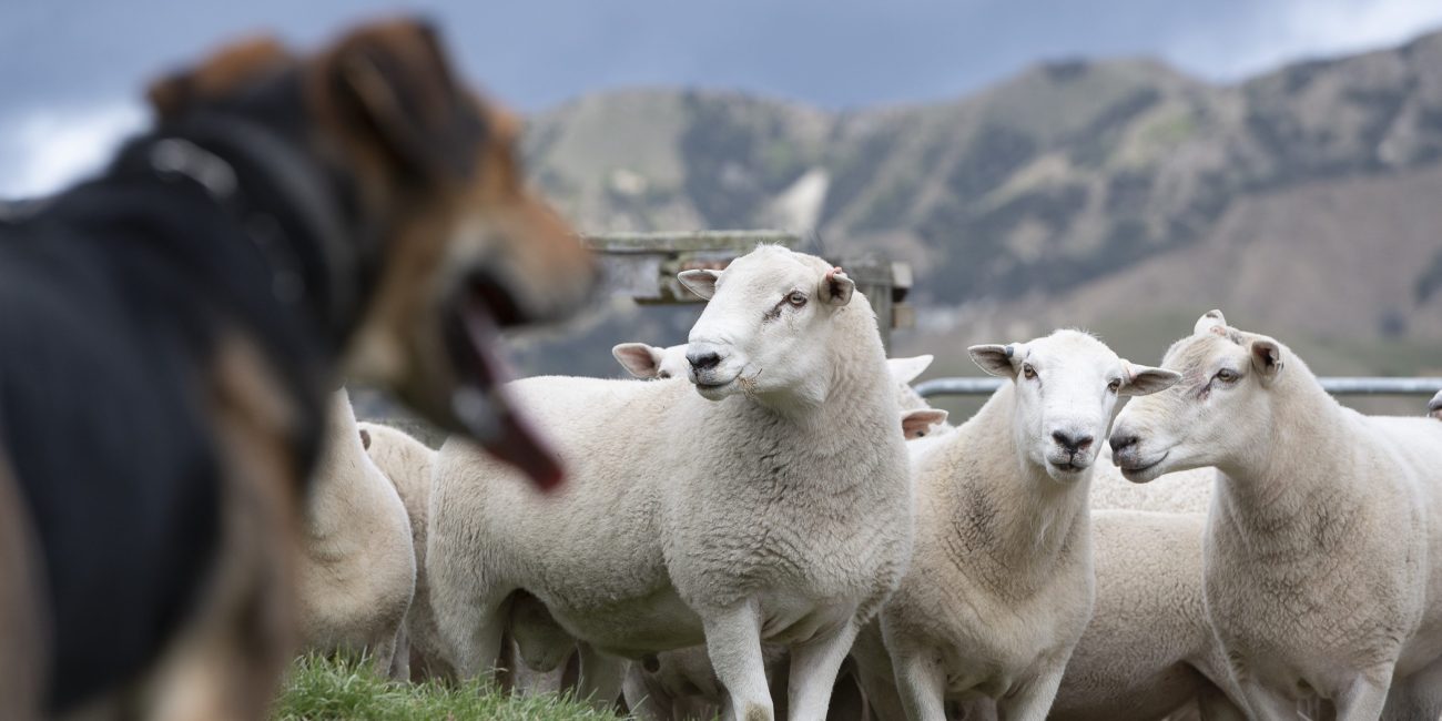 Lice Archives - coopersanimalhealth-co-nz