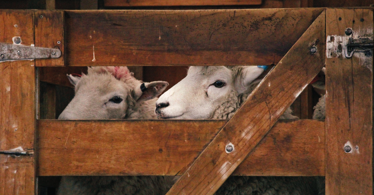 Effective Drench Combinations | Optimal Lamb Growth | Coopers